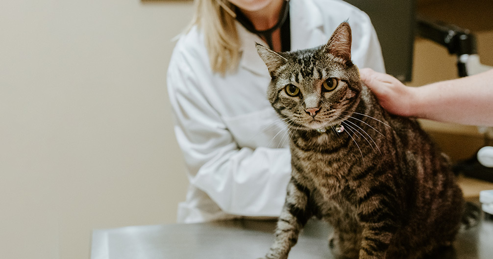 Veterinary Care in Butler, PA | Butler Veterinary Associates ...
