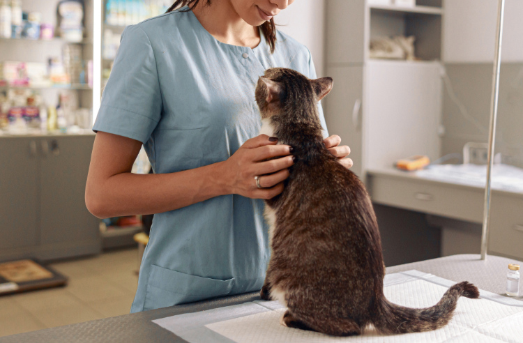 Veterinary Careers | Sunset Veterinary Clinic