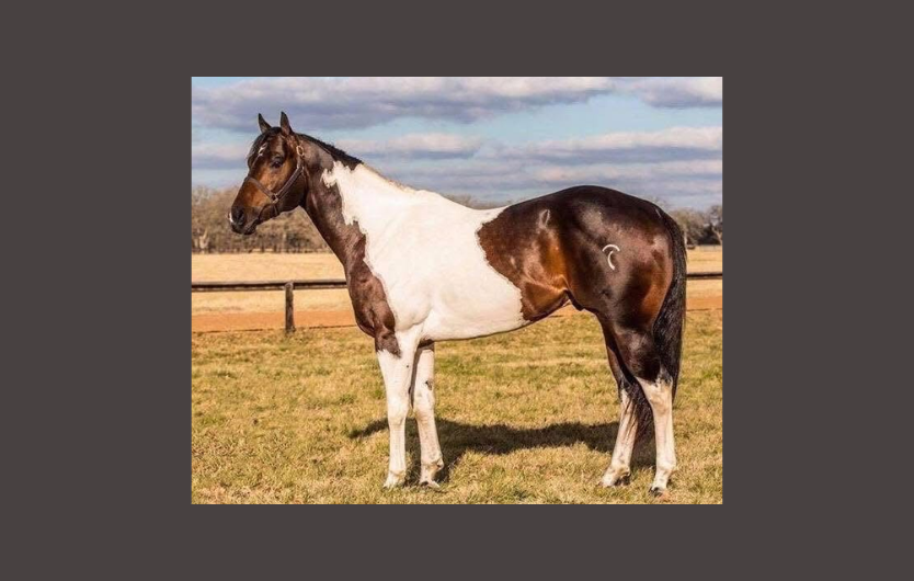 Abraham's Equine Clinic - Taken It To The Limit | Abraham's Equine Clinic