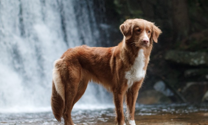 Experienced Veterinarians in Tigard, OR | Canterbury Animal Hospital