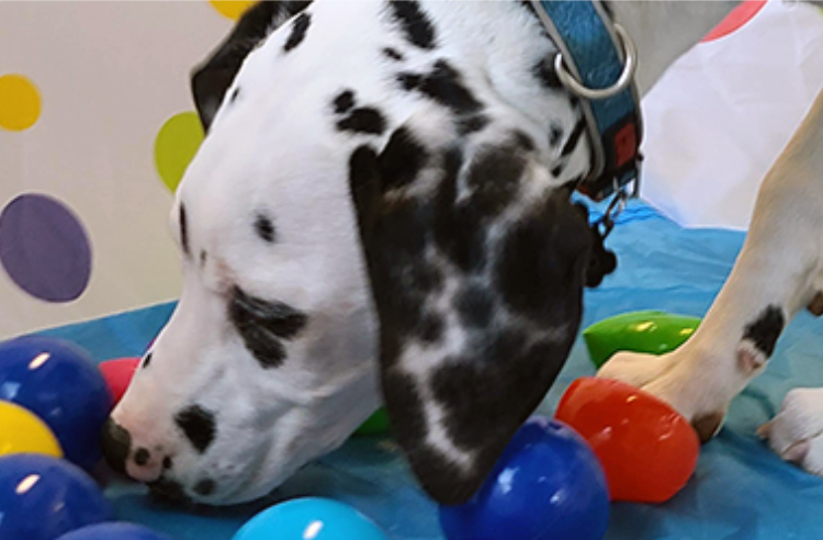 Puppy & Teenage Play Programs | Pooch Hotel