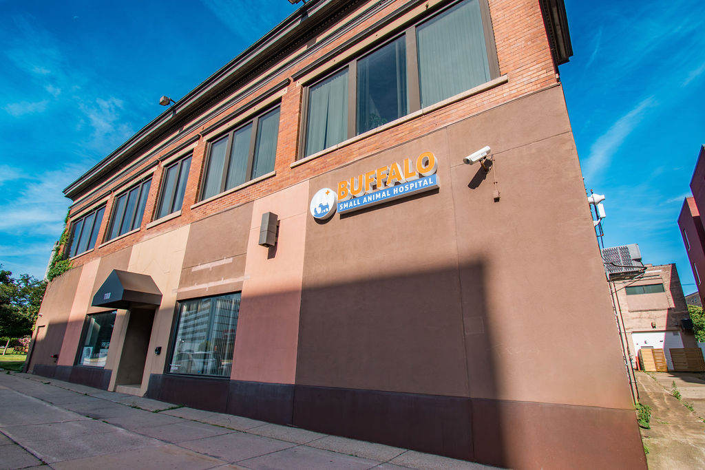 Gallery | Buffalo Small Animal Hospital