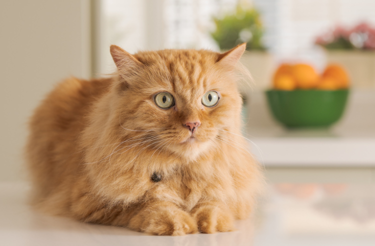 Request a Veterinary Appointment | Wrigleyville Veterinary Center