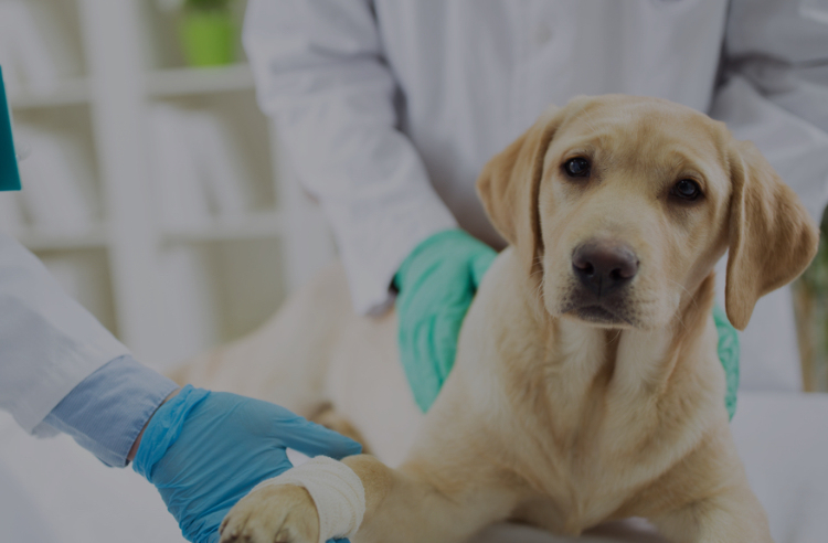 Critical Care | Virginia Veterinary Centers