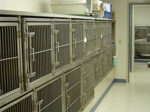 Gallery | Small Animal Hospital