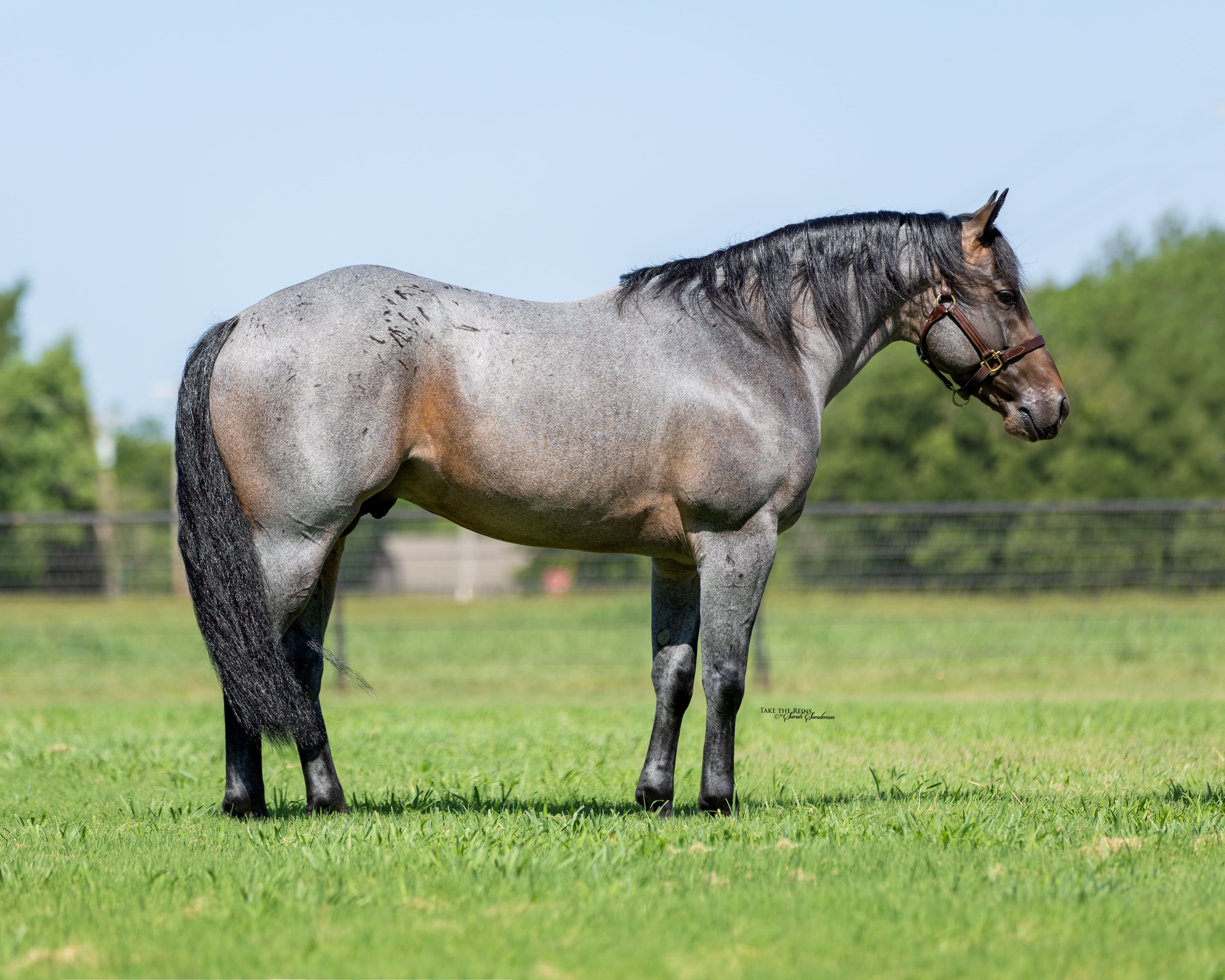 Dualin Blu Moon | Abraham's Equine Clinic