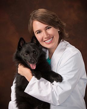 Our St. Petersburg, FL Veterinarians | Central Animal Hospital