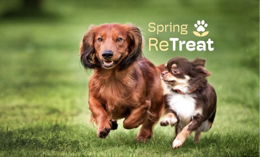 PetSuites Winter Springs: Pet Boarding, Daycare & Grooming | PetSuites ...