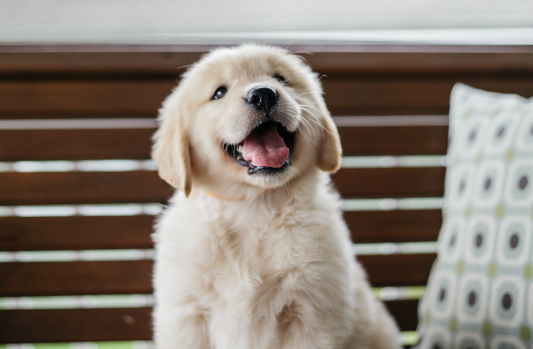 Veterinary Care in Houston, TX | The KAAWS Clinic at Cypress