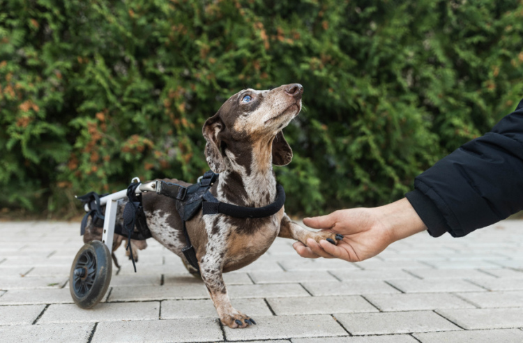 Specialty Center Services | Vinton Veterinary Hospital