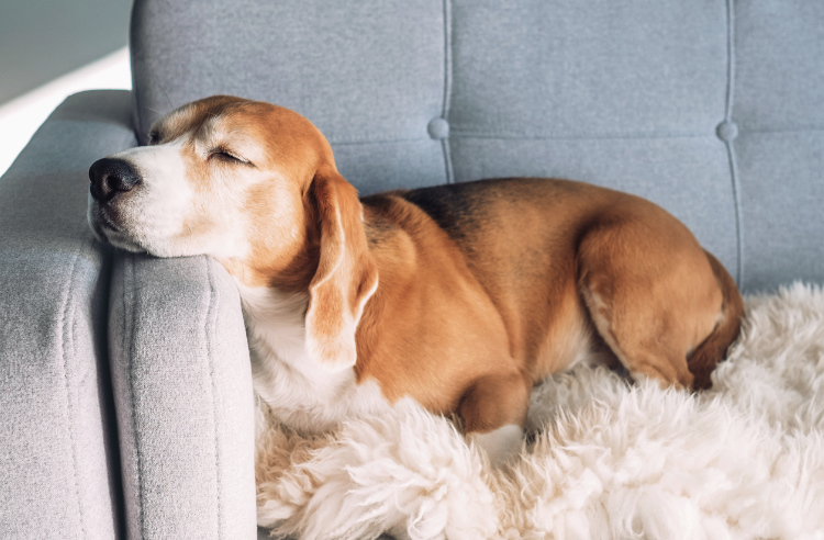 In-Home Euthanasia & Pet Care Services | Restful Paws
