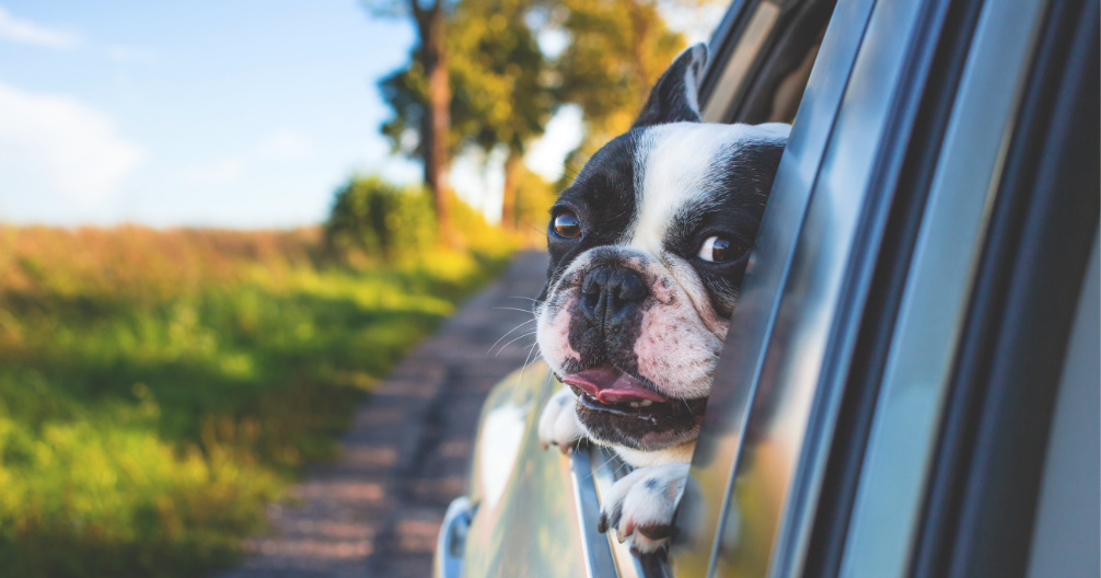 Veterinary Care in West Bridgewater, MA | New England Animal Medical ...