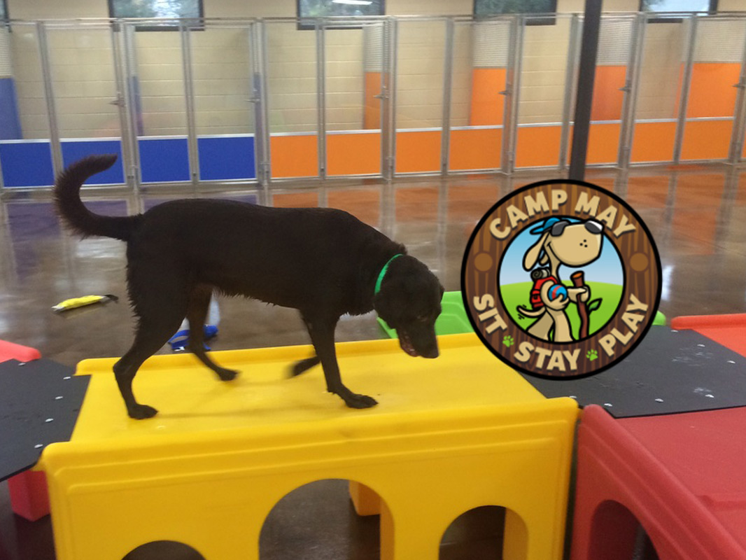 Camp May | May Veterinary Northridge