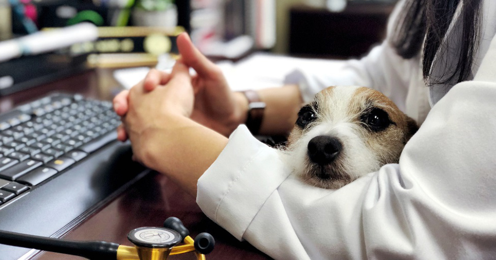 Family Veterinarian in Indianapolis, IN | College Park Animal Hospital