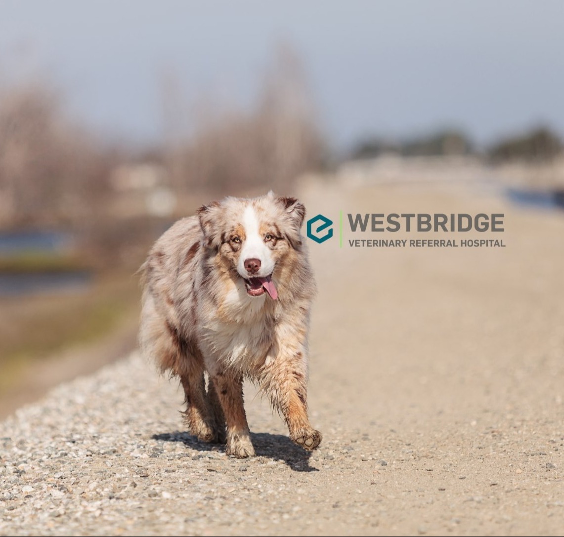 Homepage | Westbridge Veterinary Referral Hospital
