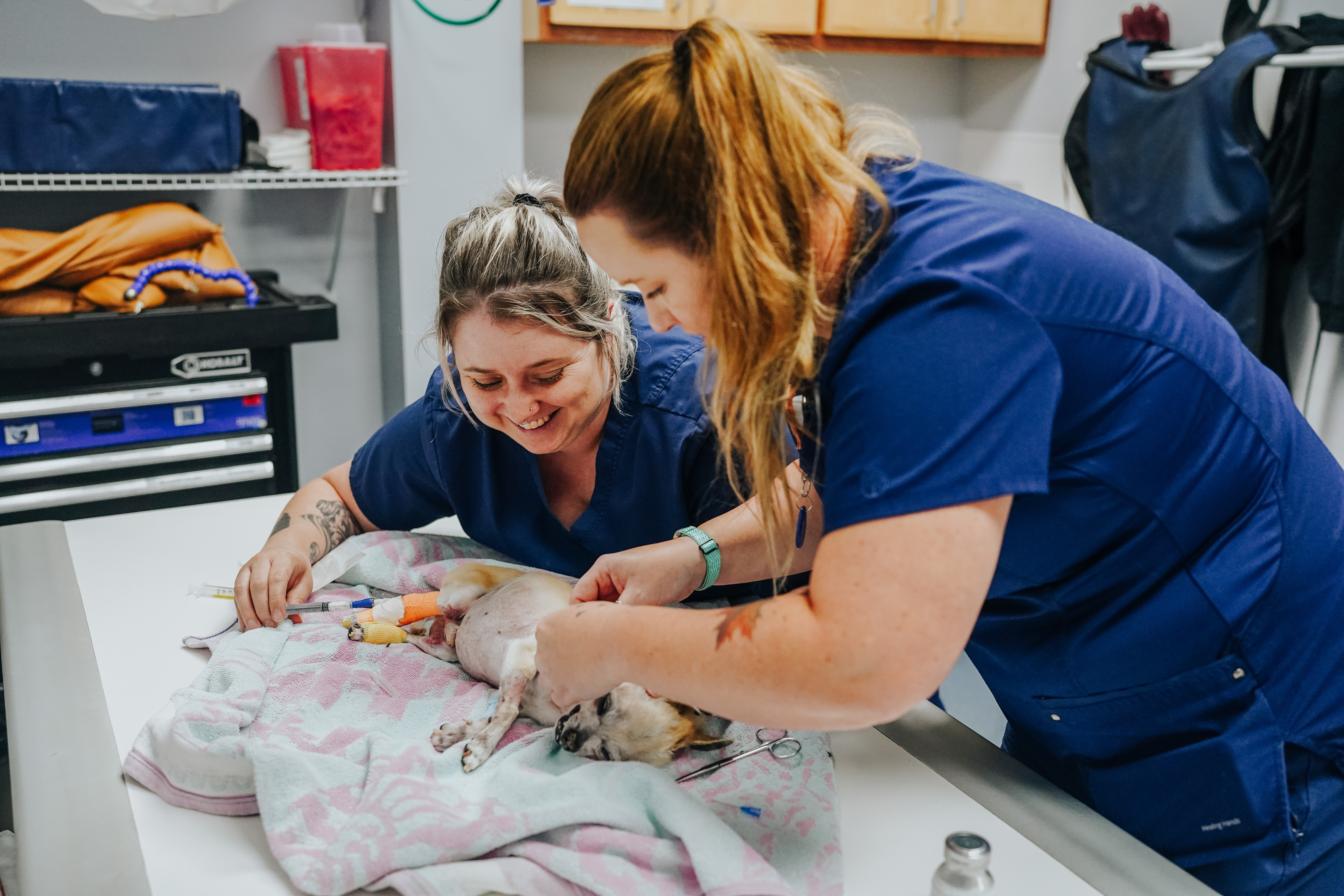 Homepage | Nashville Veterinary Specialists