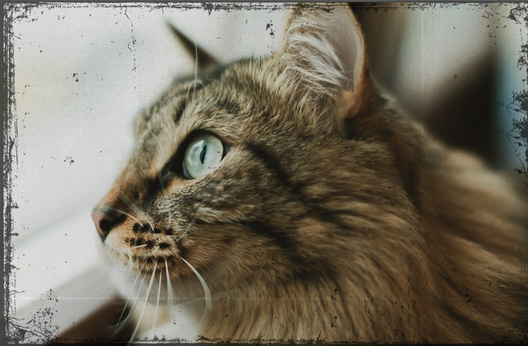 Our Animal Hospital | Queen West Animal Hospital