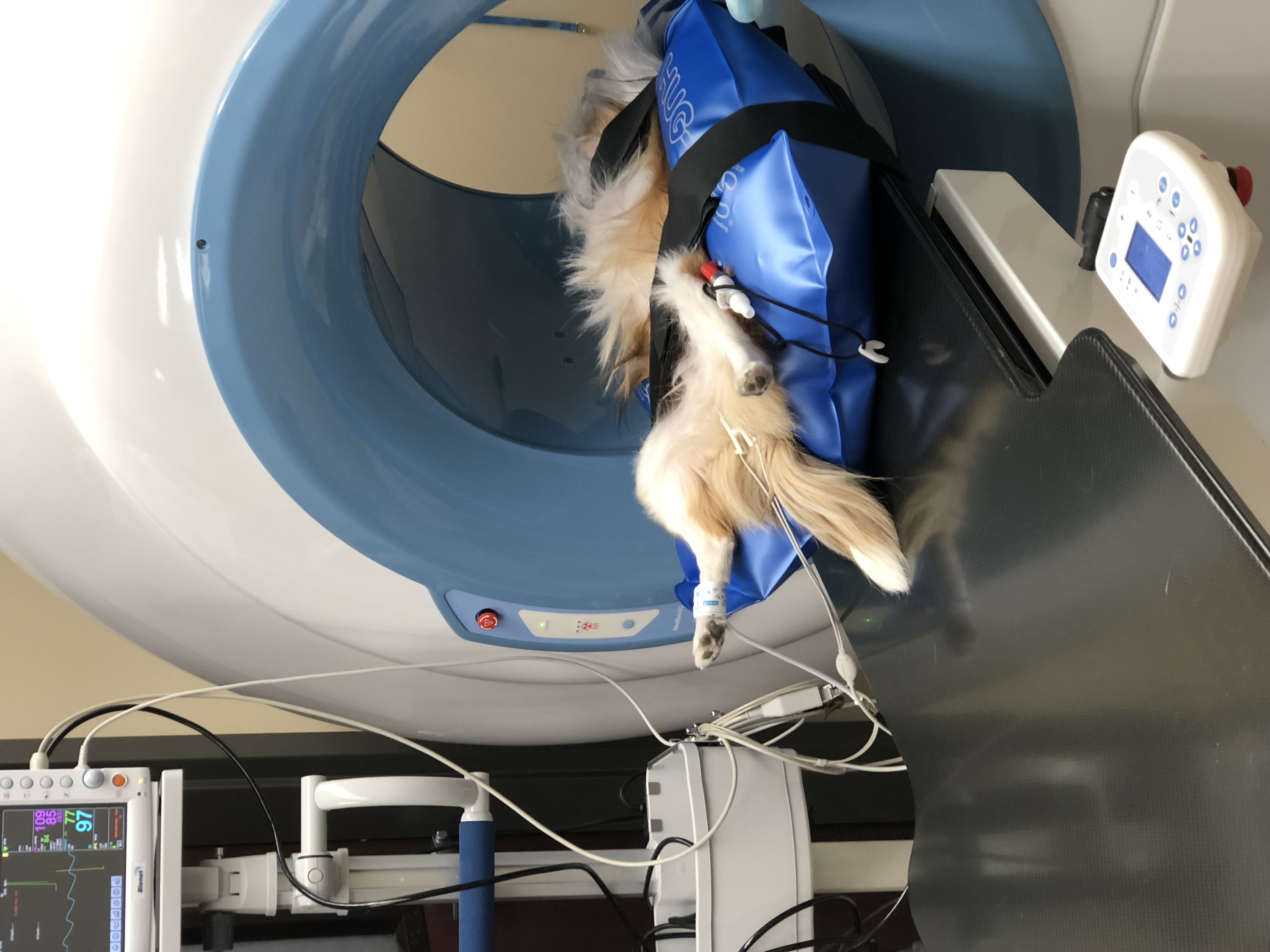 CT Scanning | Eagle Animal Hospital