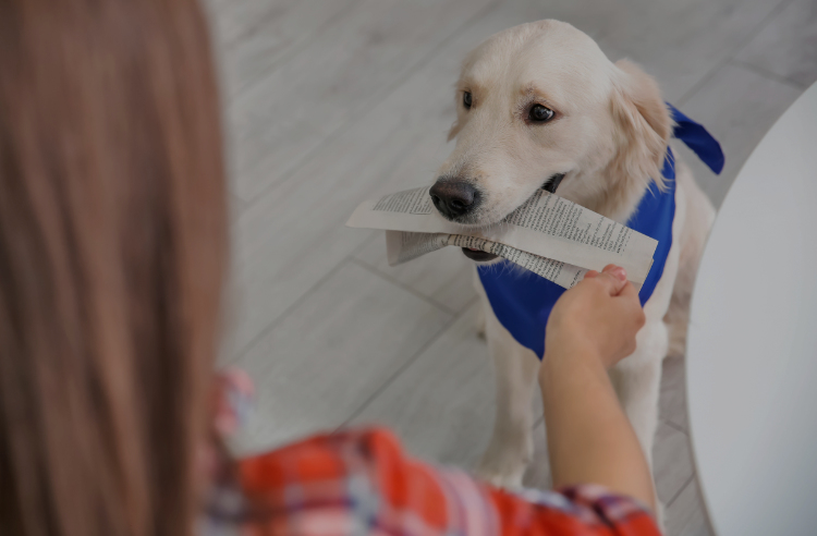 Health Certificate Questionnaire | Diamond Veterinary Hospital