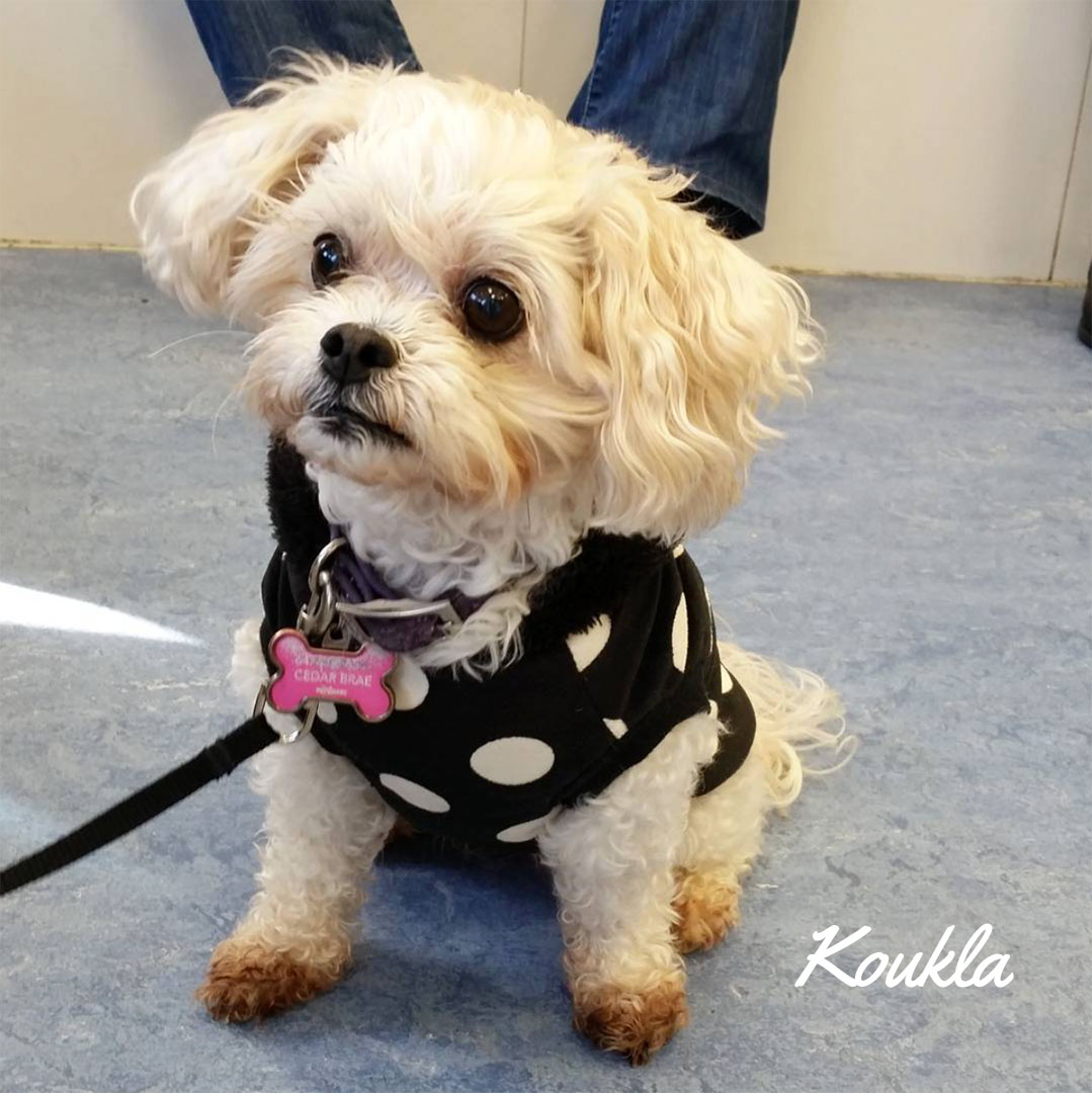 Our Pet Friends & Family | Blue Cross Animal Hospital