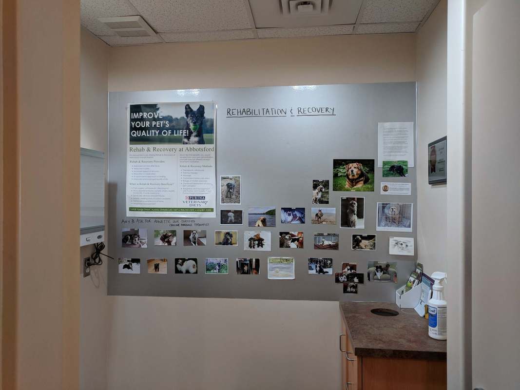 Gallery | Abbotsford Animal Hospital