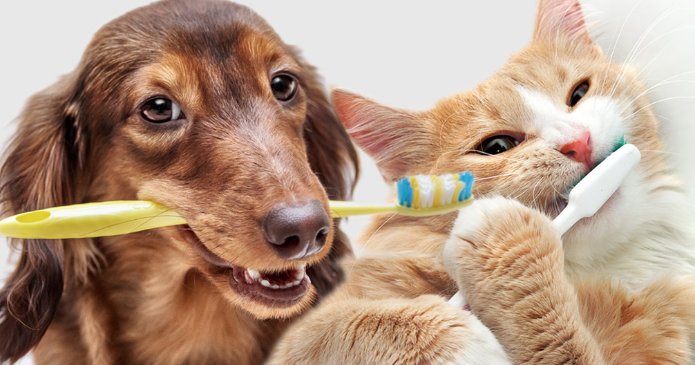 Veterinary Care in New York, NY | Tribeca Soho Animal Hospital
