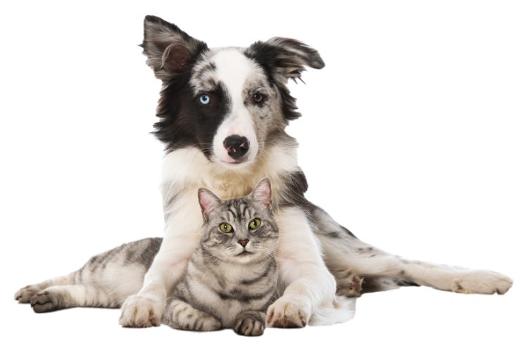 Book a Veterinary Appointment | Preston Animal Clinic