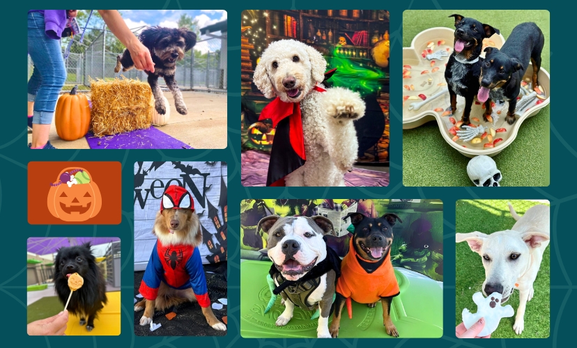 Doggie District Pet Resort and Training Center | Doggie District