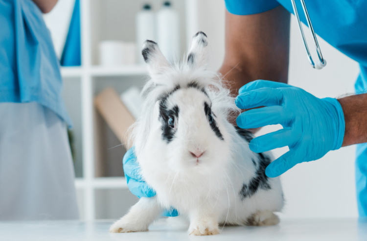 Veterinary Services in DeRidder, LA & Leesville, LA | Hayes Veterinary Hospital & Entrance Road ...