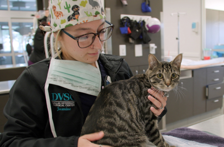 Our Animal Hospital’s History | Dallas Veterinary Surgical Center