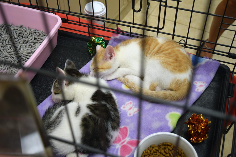 Cat-Friendly Practice | Springbrook Animal Care Center