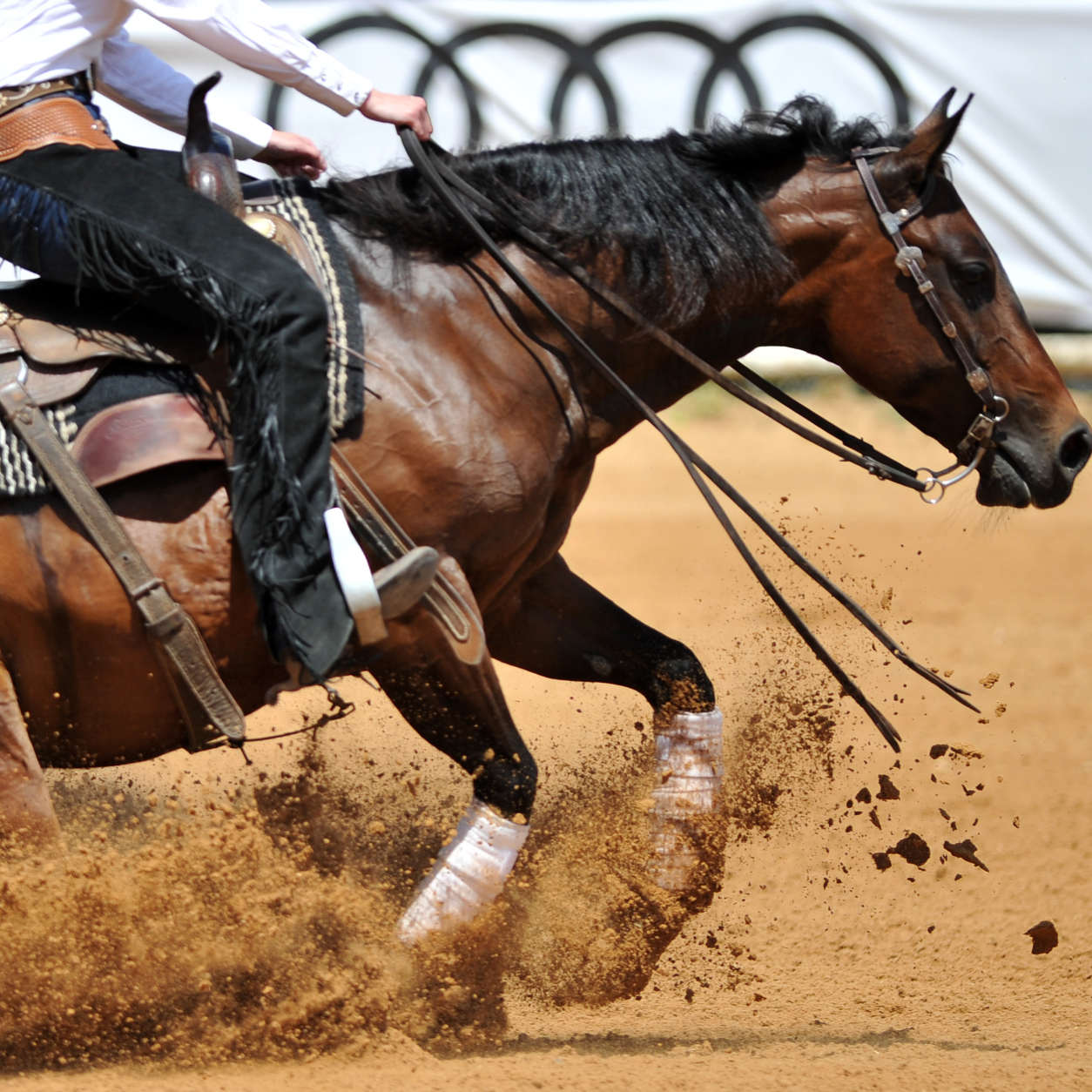 Regenerative Therapies | Equine Veterinary Care