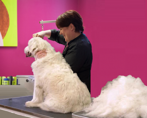 Grooming Gallery | Rover Oaks Pet Resort