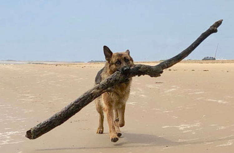 Emergency | Veterinary Specialty Hospital - San Diego