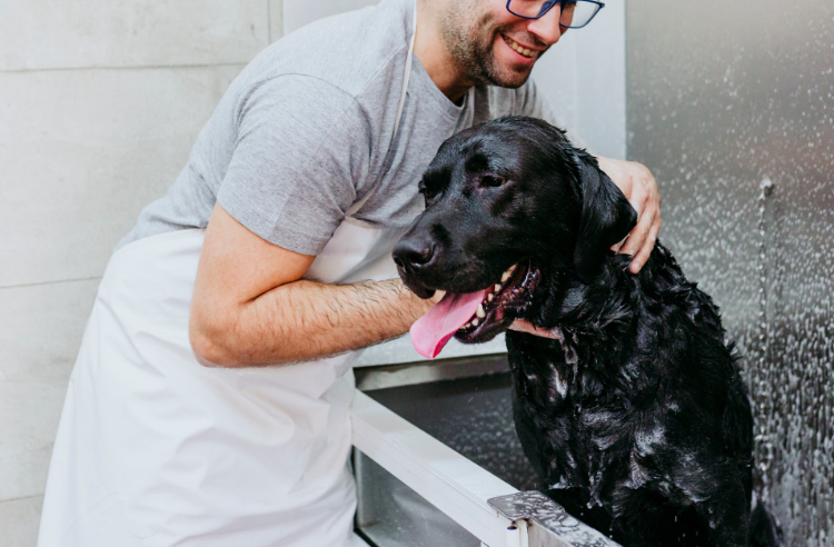 Dog Grooming in Chicago, IL | Wrigleyville Veterinary Center