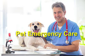 Emergency Pet Care in Plainfield, IL | Animal Medical Center of Plainfield