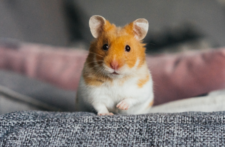 Our Animal Hospital | New Haven Pet Hospital