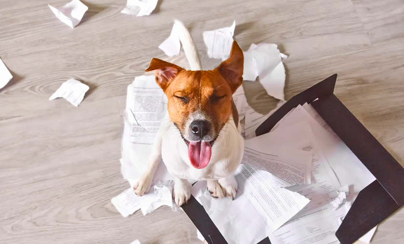 Dog Boarding & Doggie Daycare in Newton, MA | Pooch Hotel