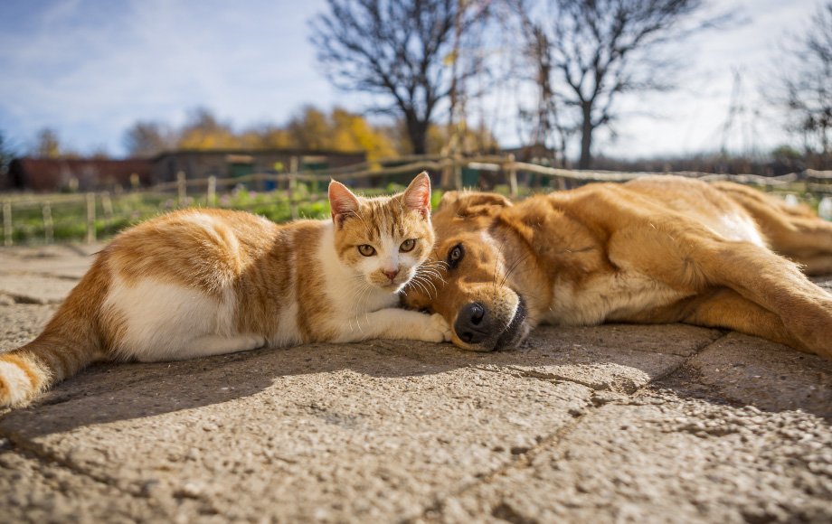 Veterinary Care in Lombard, IL | Carriage Animal Hospital