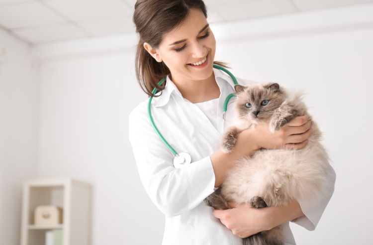 Diagnostic Services | Veterinary Specialists of Birmingham