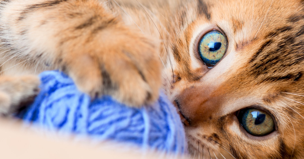 SEVO-Med Orange Park | Southeast Veterinary Oncology & Internal ...