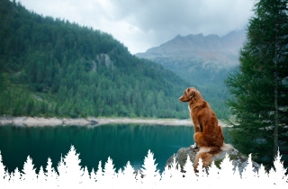 Veterinarian in Lafayette, CO | Mountain Ridge Animal Hospital