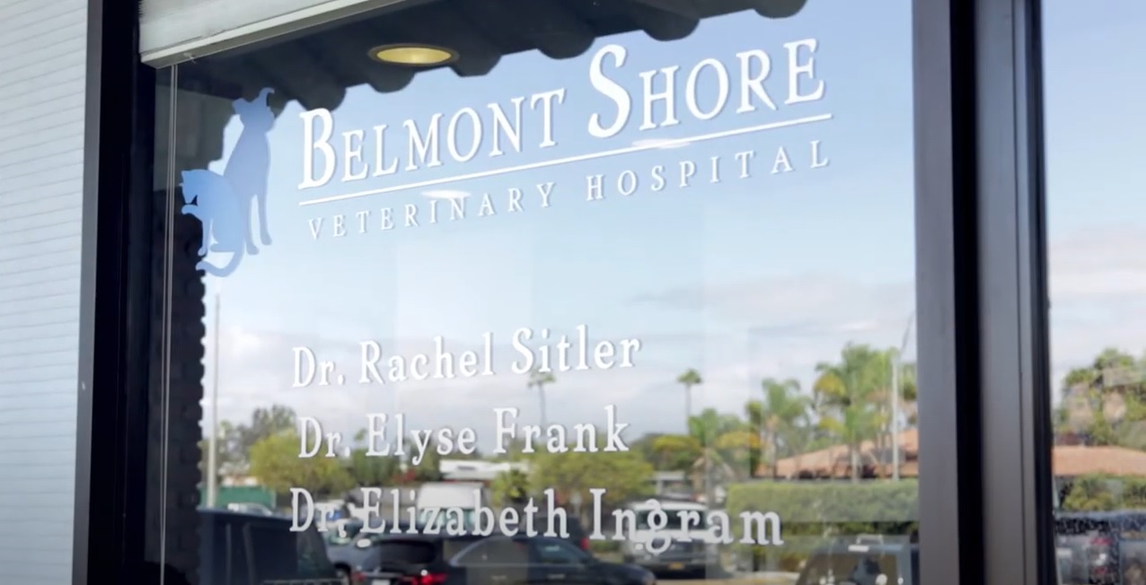 Animal Hospital in Long Beach, CA | Belmont Shore Veterinary Hospital