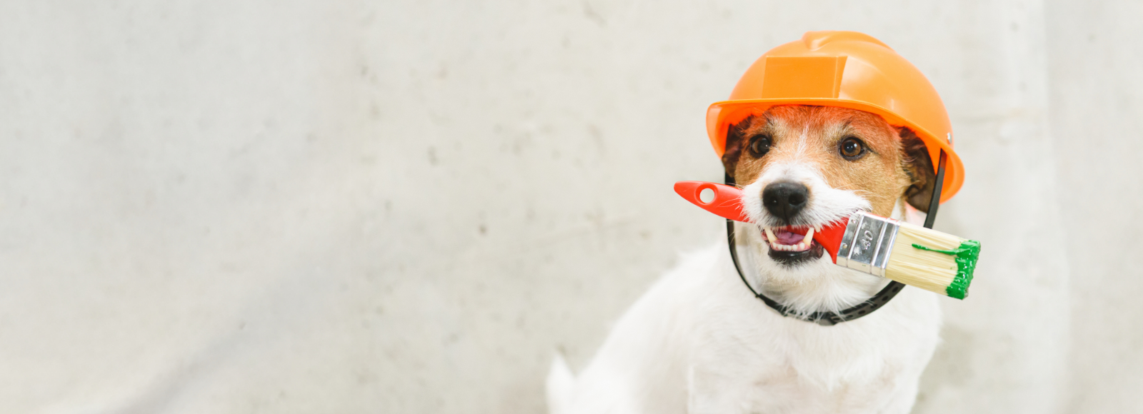 Animal Hospital in Mansfield Center, CT | East Brook Animal Hospital