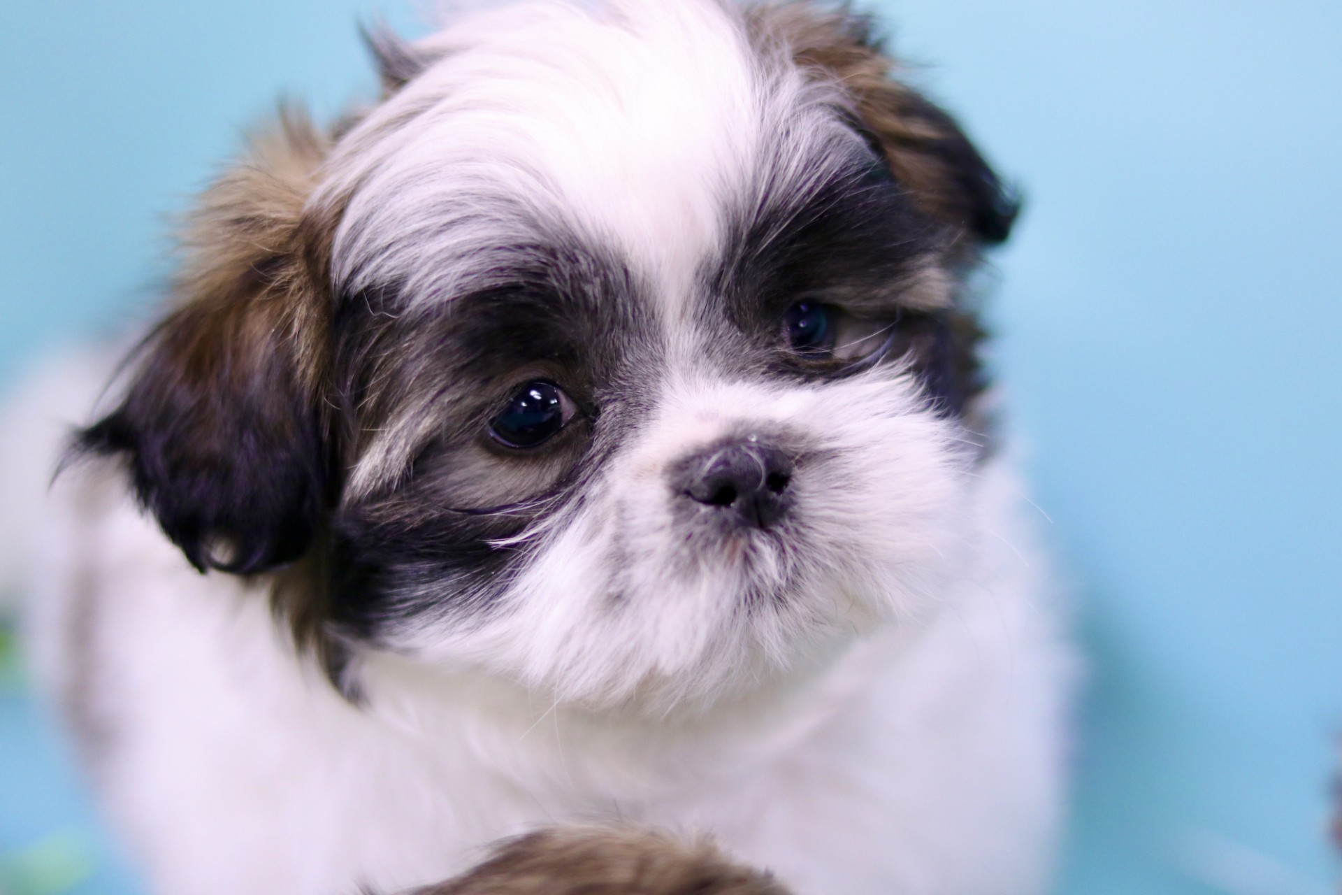 Our Health Care Team | Preston Animal Clinic