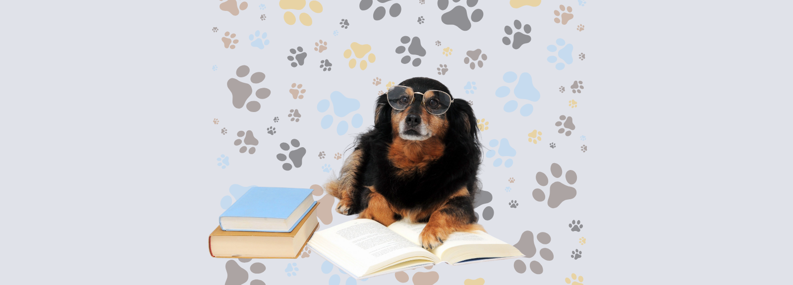 Homepage | Kind Veterinary Clinic