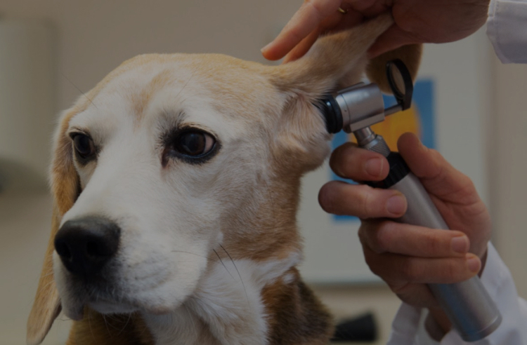 Dermatology & Allergy | Virginia Veterinary Centers