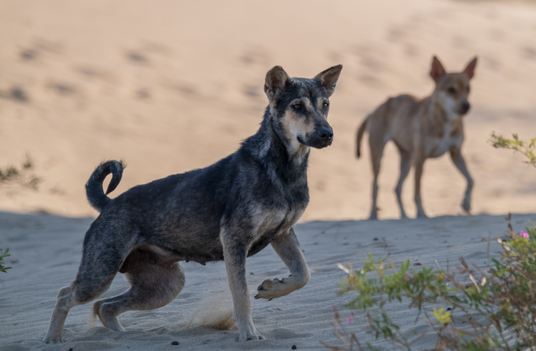 Veterinary Resources | DC Ranch Animal Hospital