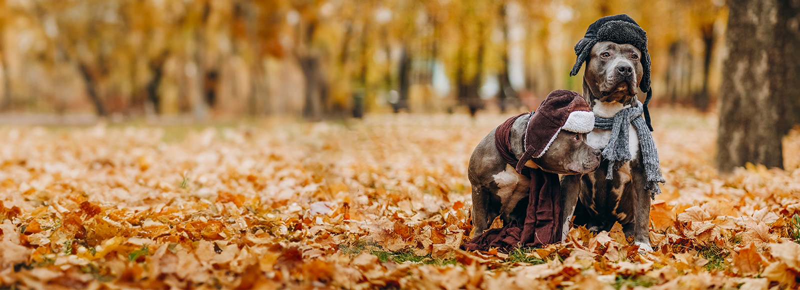 Homepage | Fork Union Animal Clinic