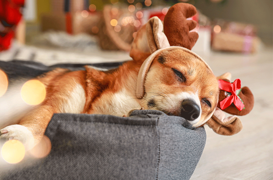 Dog Boarding & Dog Daycare in Largo, FL | Advantage Pet Center